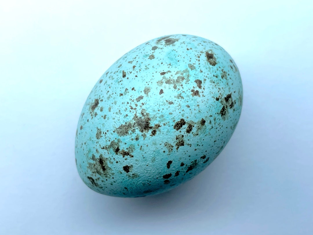 Hawaiian Crow ("alala") Replica Bird Egg - Etsy