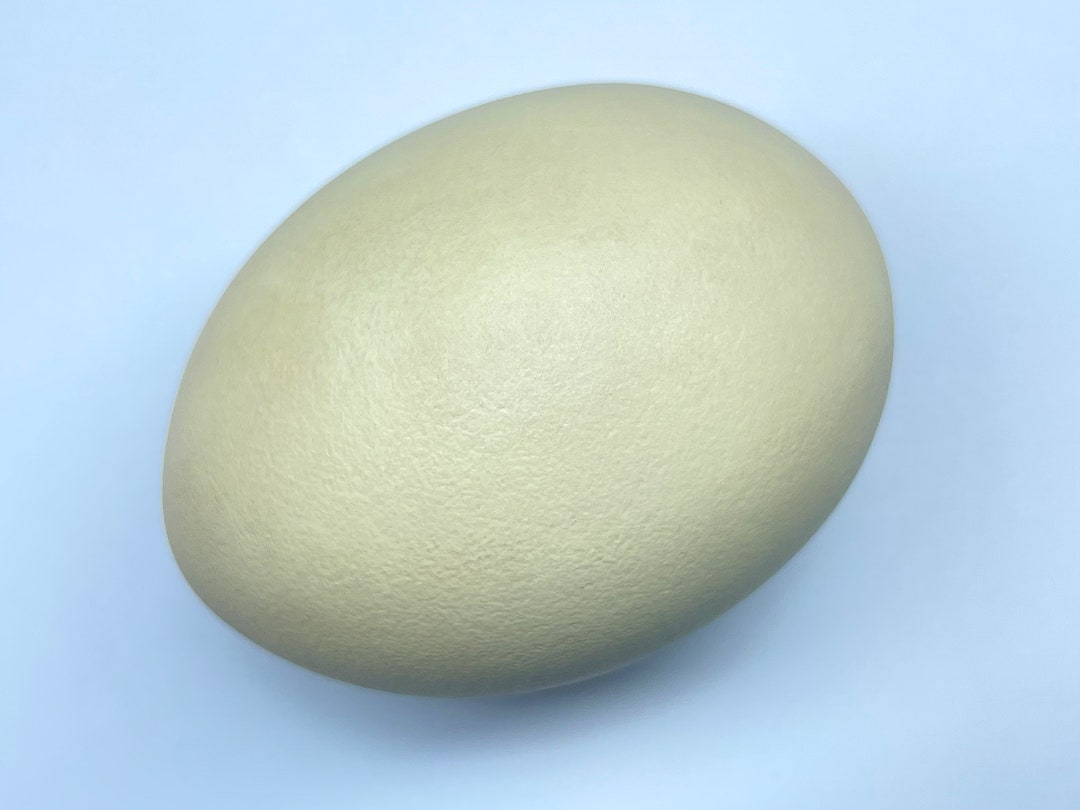 Pale Chanting Goshawk Replica Bird Egg - Etsy