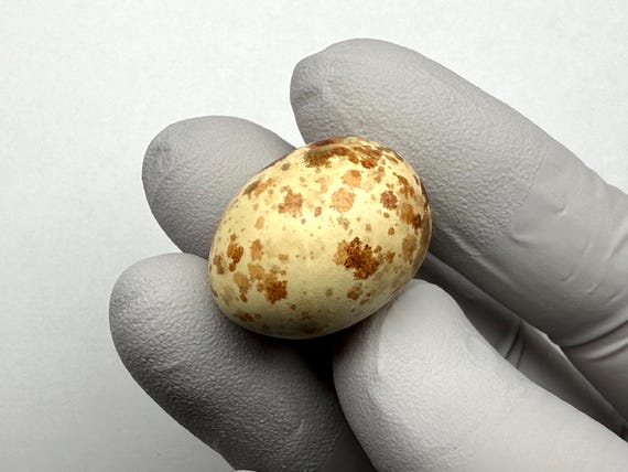 Mockingbird Egg