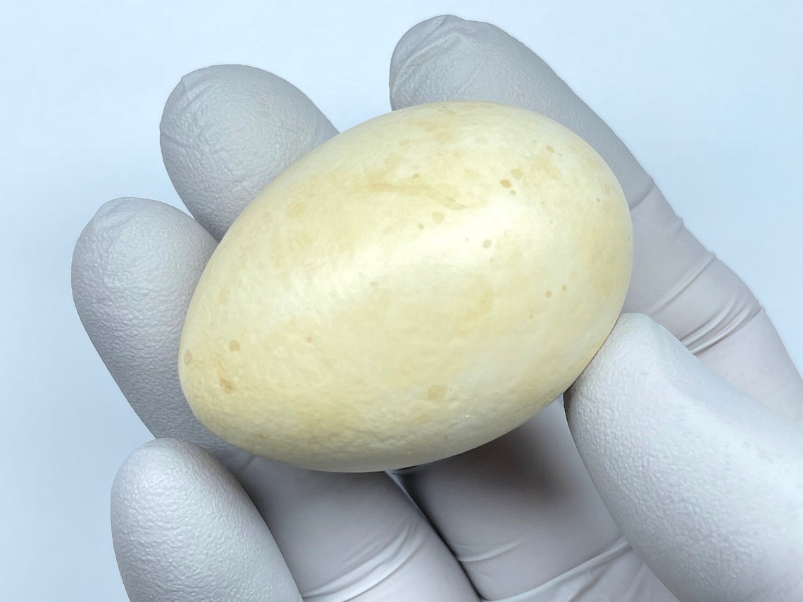 Dovekie Replica Bird Egg - Etsy