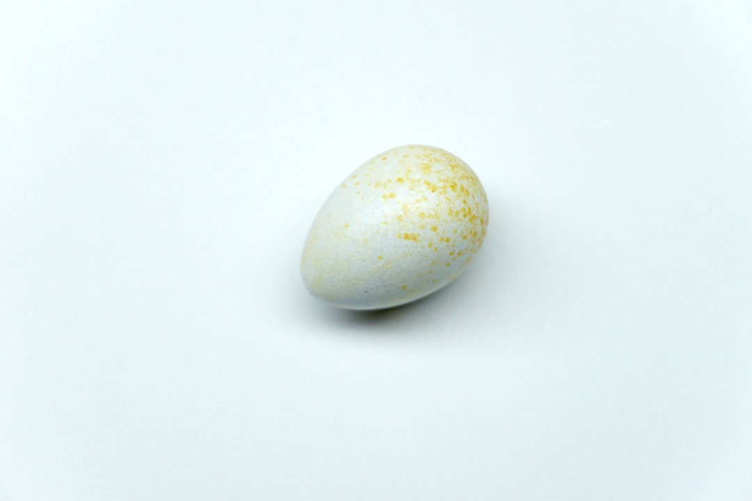 Ruby-crowned Kinglet Replica Bird Egg - Etsy