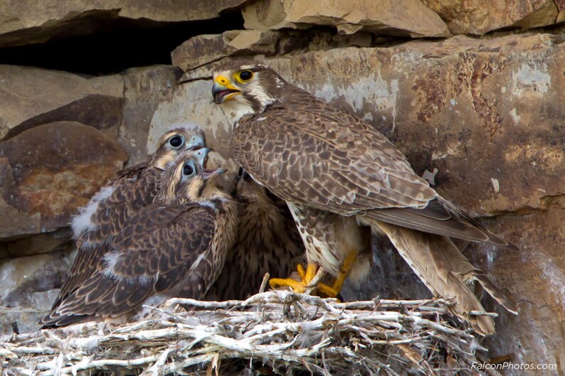 Prairie Falcon Replica Bird Egg - Etsy