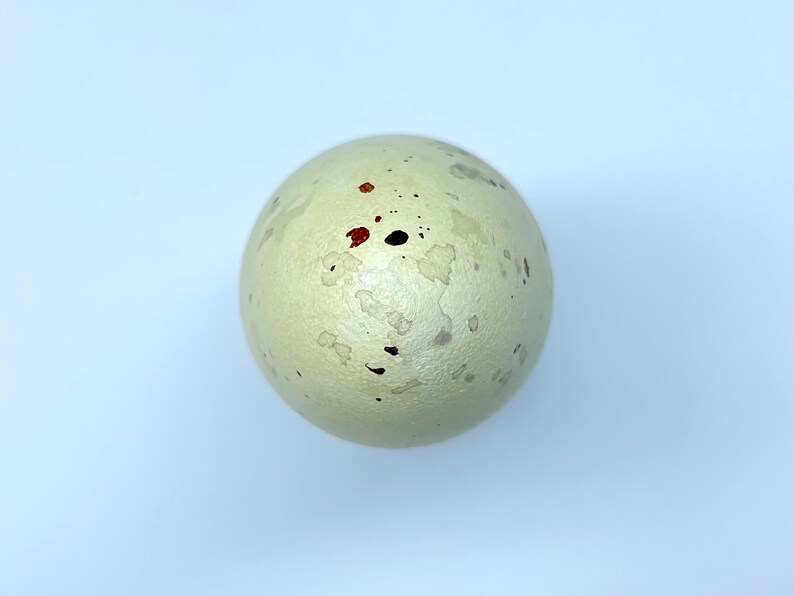 Hawaiian Noddy Noio Replica Bird Egg - Etsy
