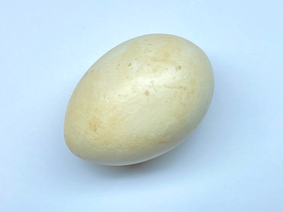 Dovekie Replica Bird Egg - Etsy