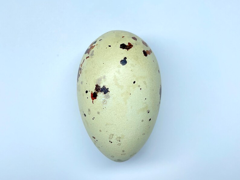 Hawaiian Noddy - Noio Replica Bird Egg - Etsy