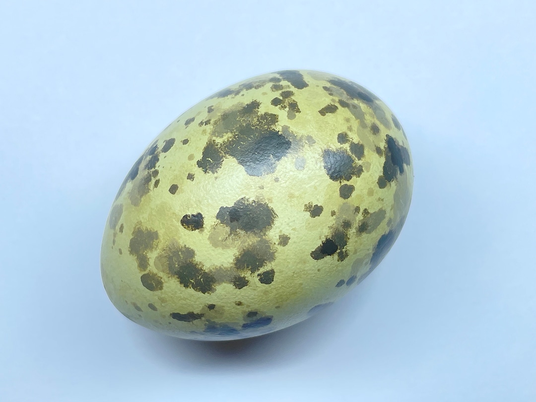 Masked Lapwing Replica Bird Egg - Etsy