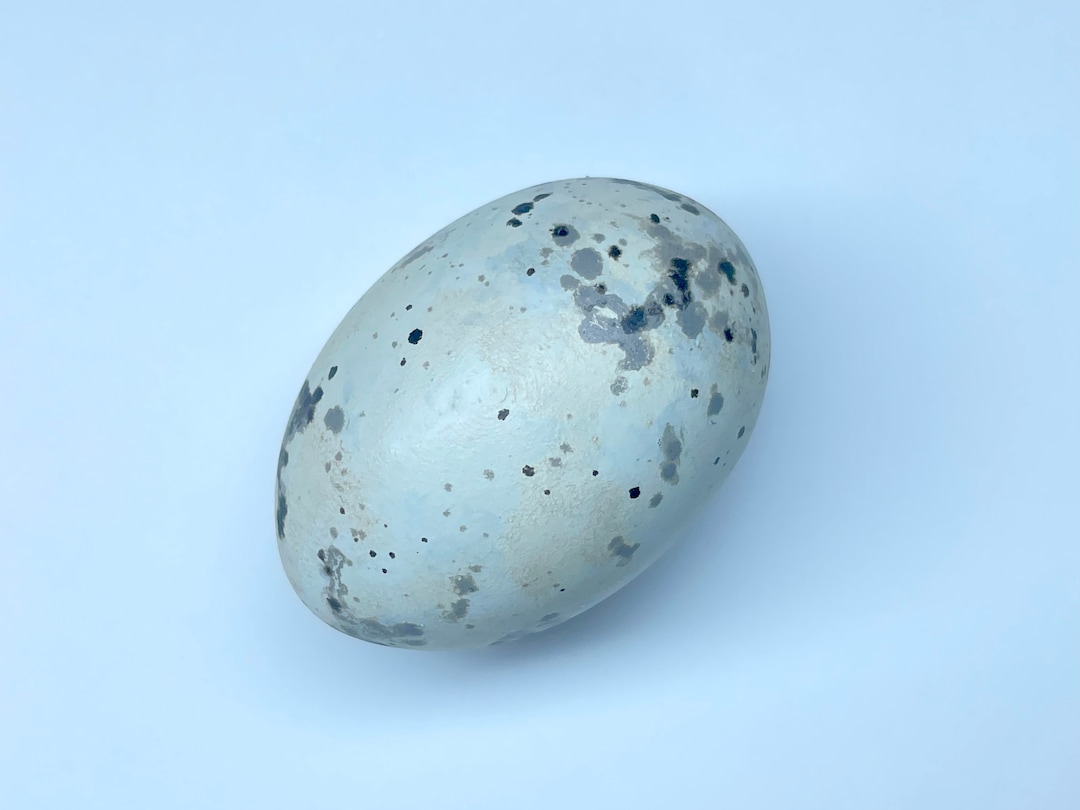 Hawaiian Gallinule - Alae 'ula Replica Bird Egg - Etsy
