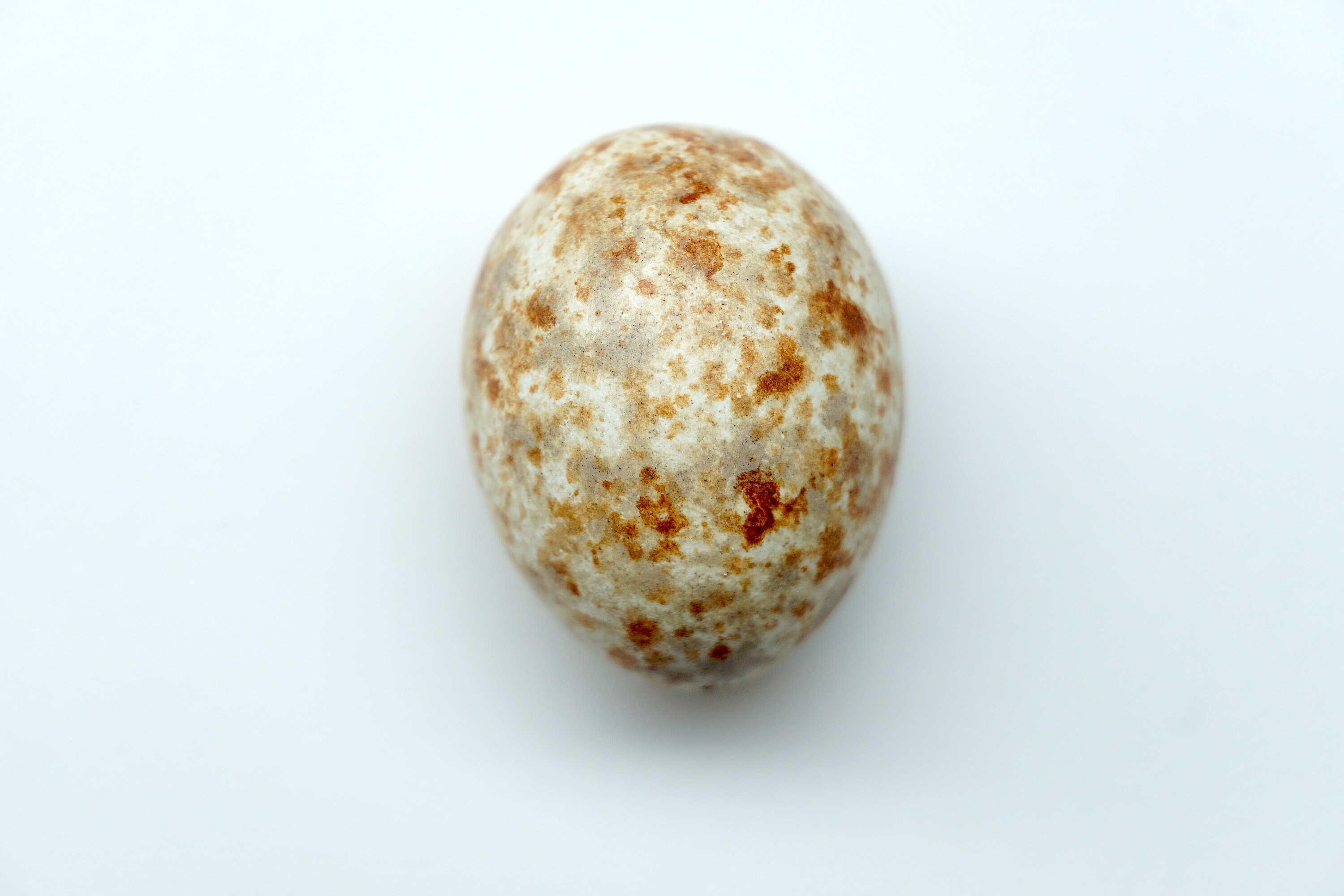 Carolina Wren Replica Bird Egg - Etsy