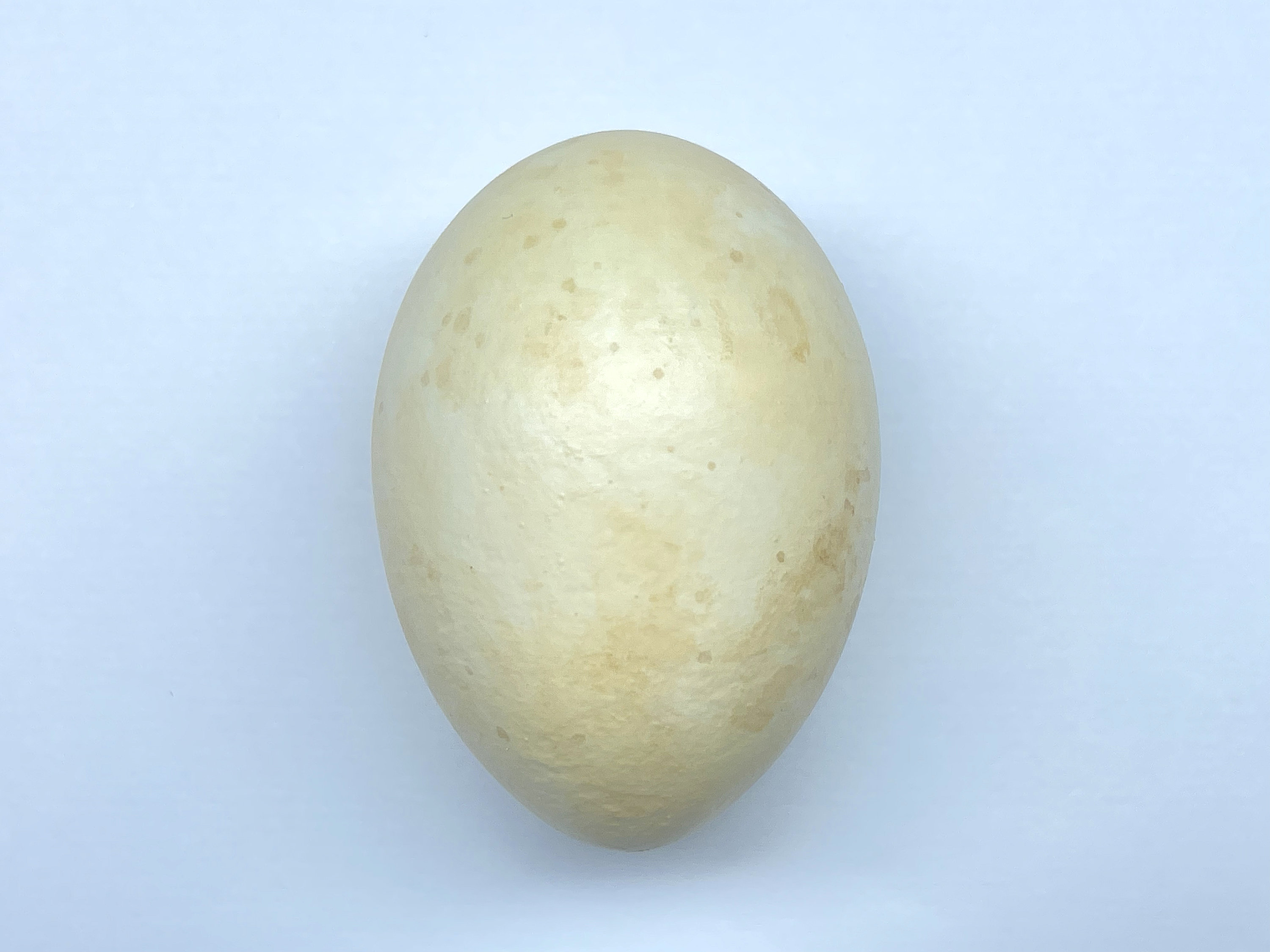 Dovekie Replica Bird Egg - Etsy