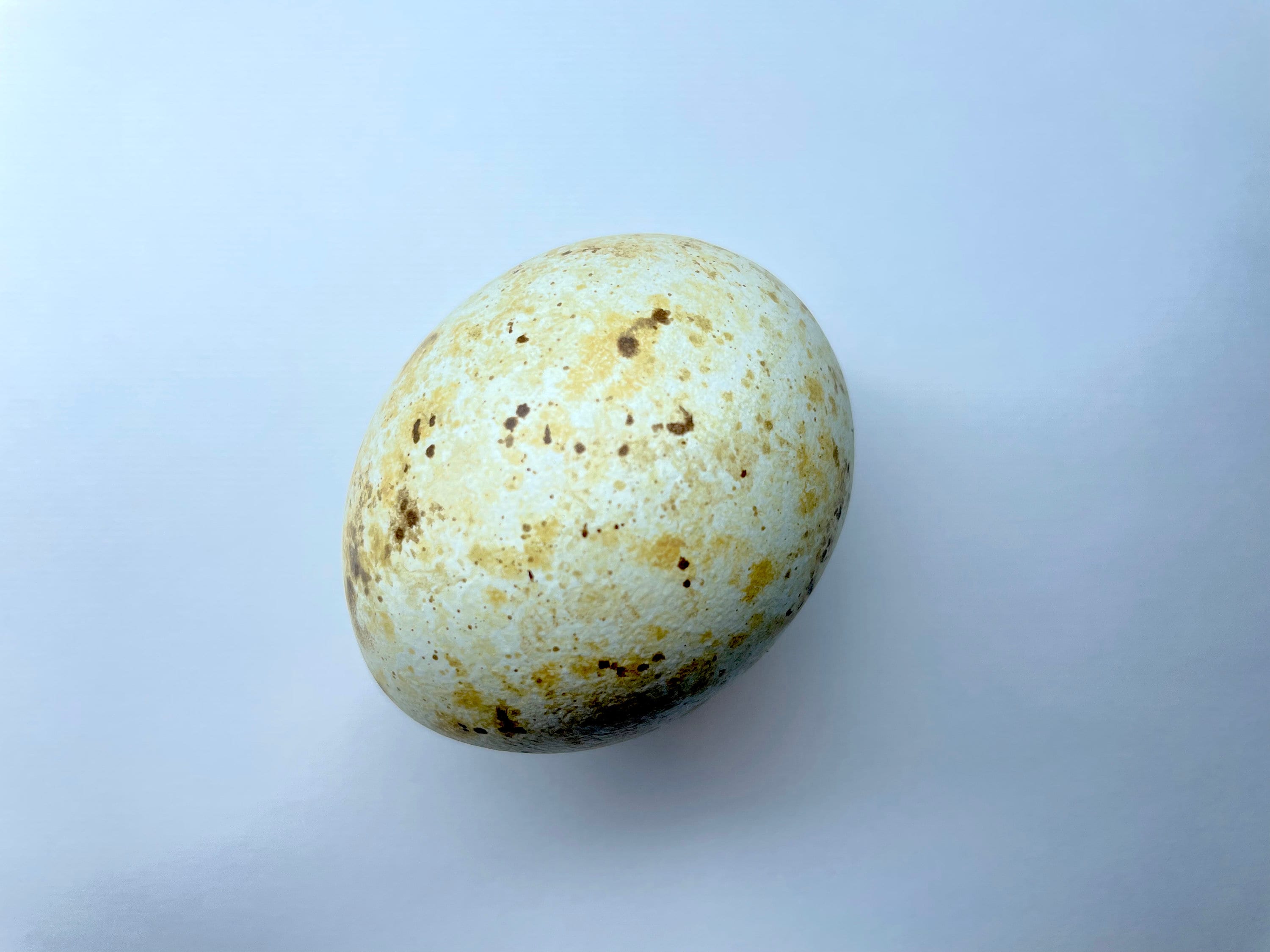 Hawk Egg