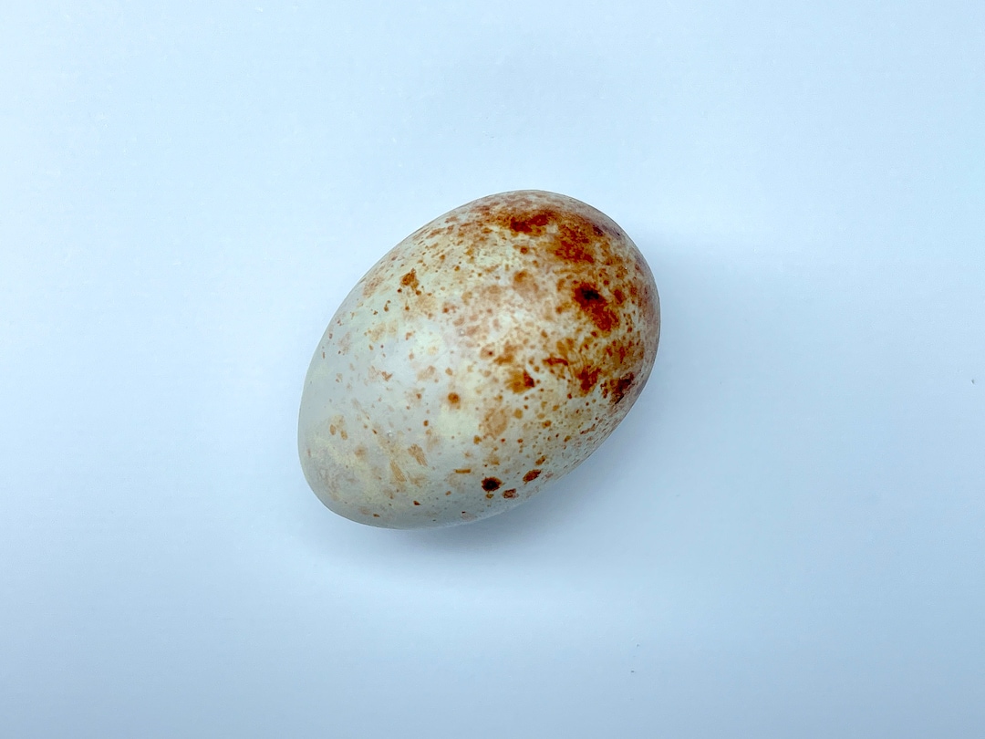 Akiapola’au Replica Bird Egg - Etsy