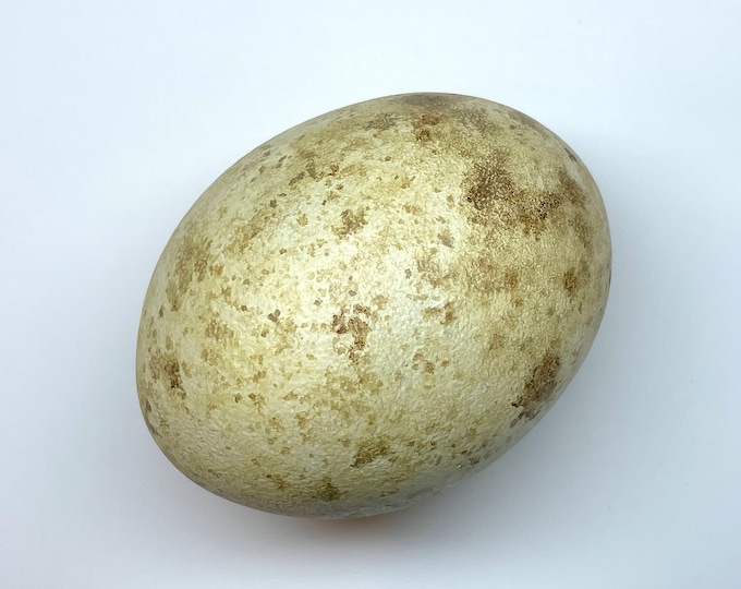 Cinereous Vulture Replica Egg - Etsy