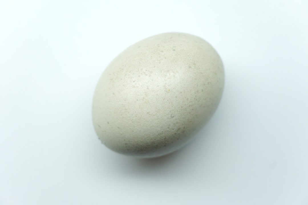 Northern Flicker Replica Bird Egg - Etsy