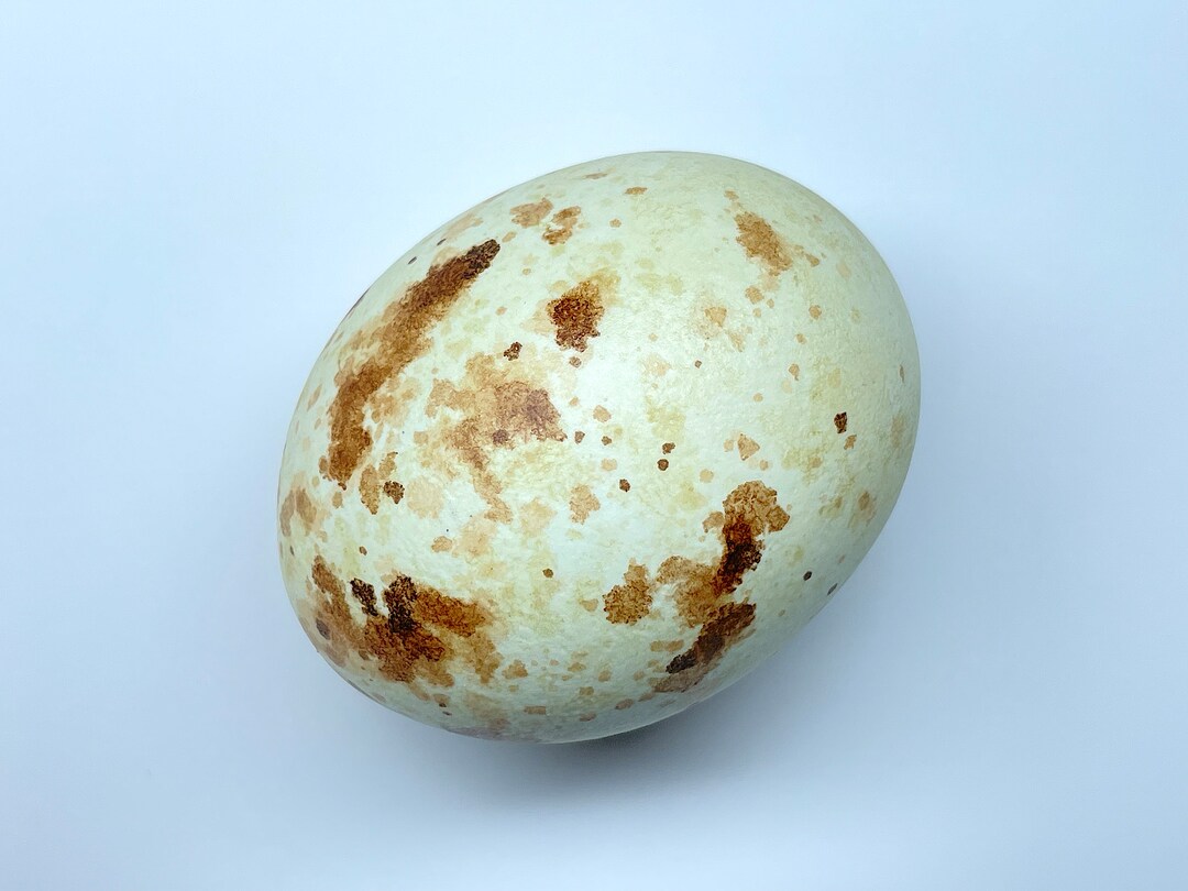 Red-tailed Hawk Replica Bird Egg - Etsy