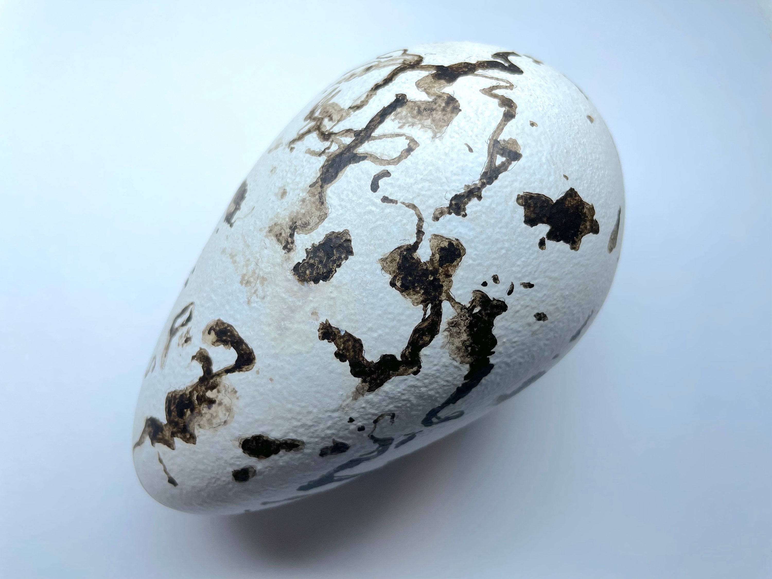 Extinct Great Auk Meezemakers Egg Replica Etsy