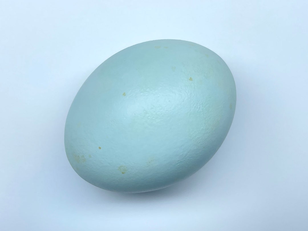 Snowy Egret Replica Egg - Etsy