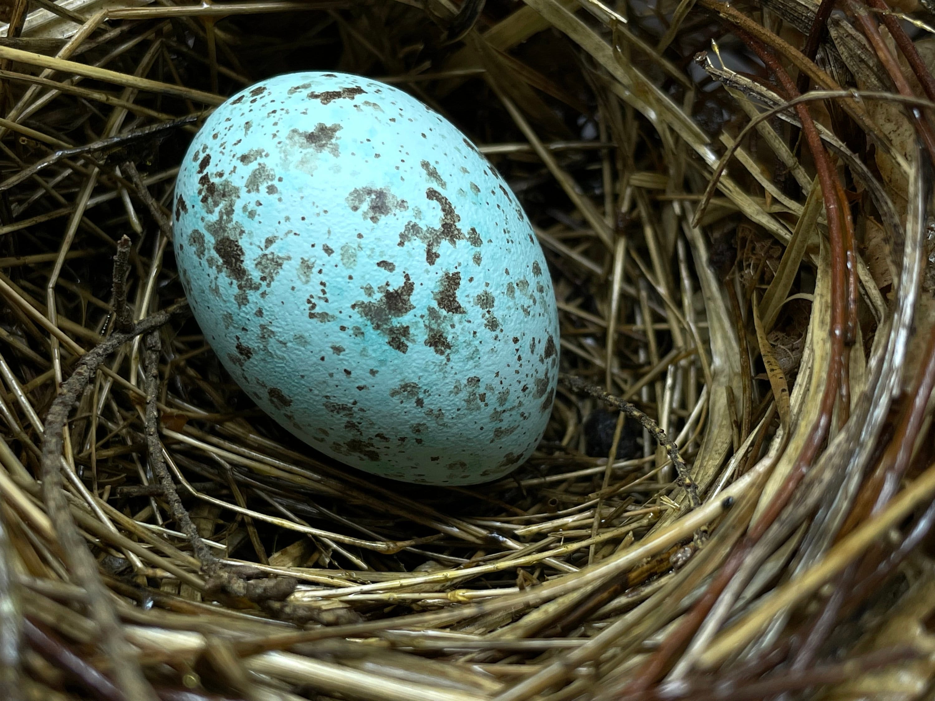 Hawaiian Crow ("alala") Replica Bird Egg - Etsy