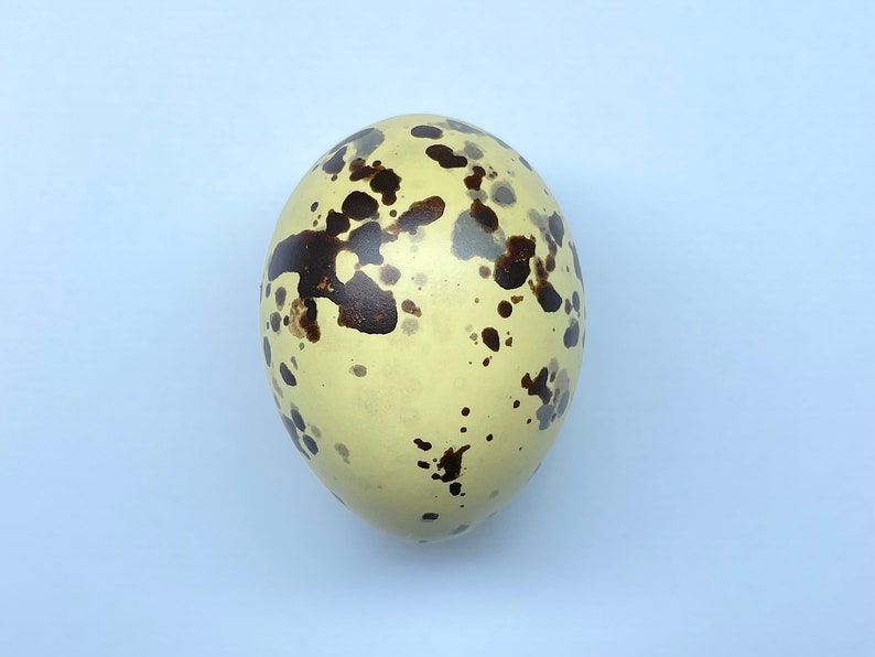 Common Tern Replica Bird Egg - Etsy