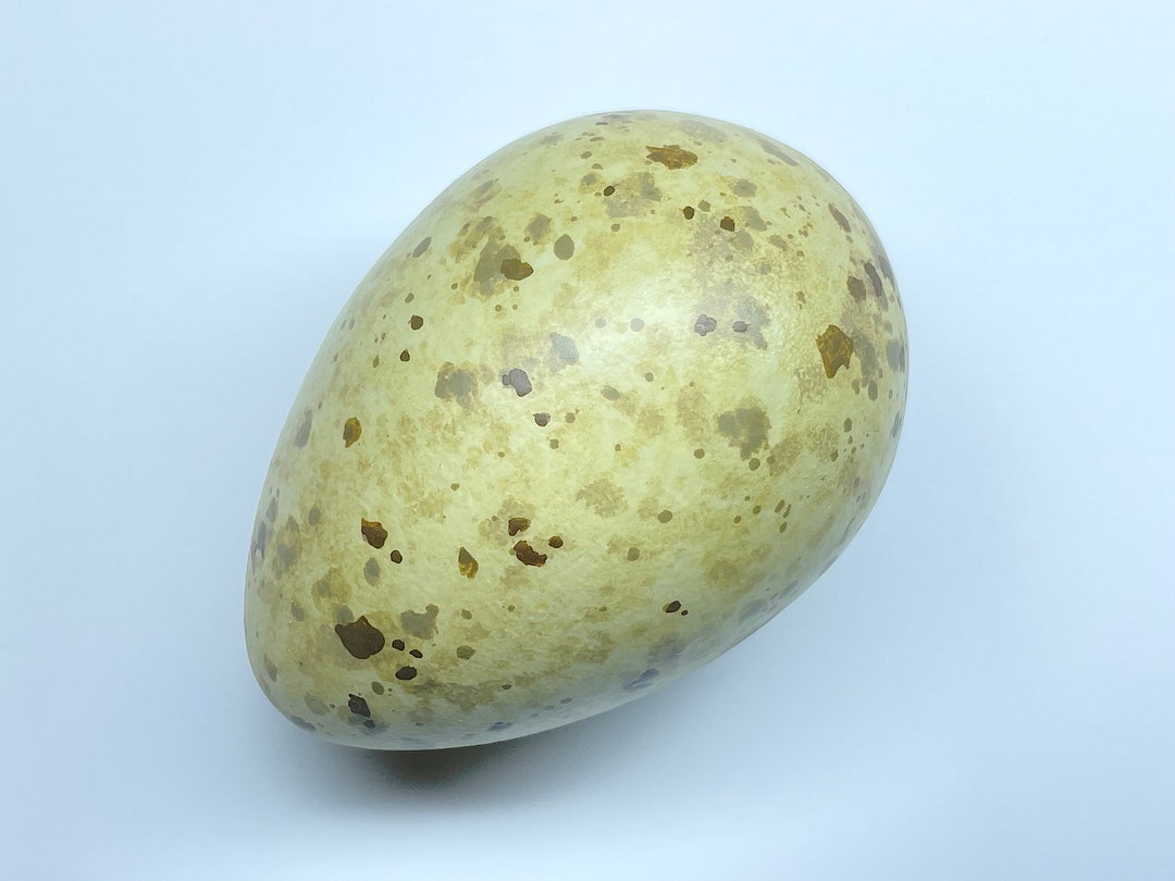 Eurasian Curlew Replica Egg - Etsy UK