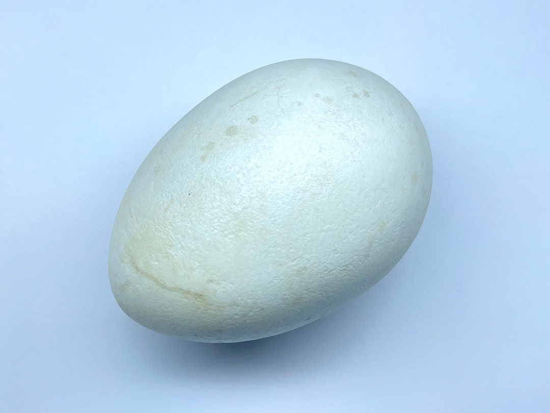 Tufted Puffin Replica Bird Egg - Etsy