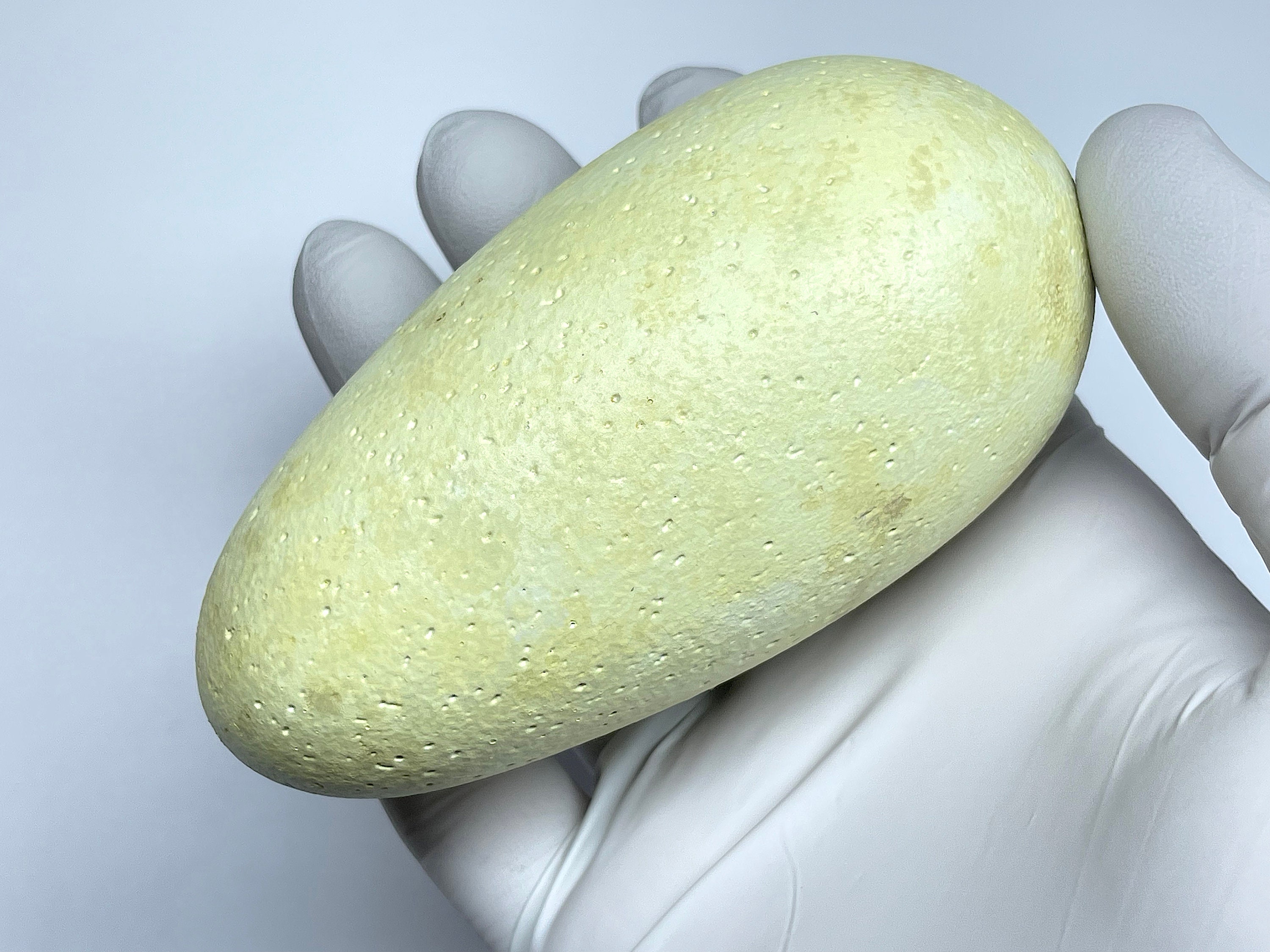 Troodon Formosus Replica Dinosaur Egg - Etsy