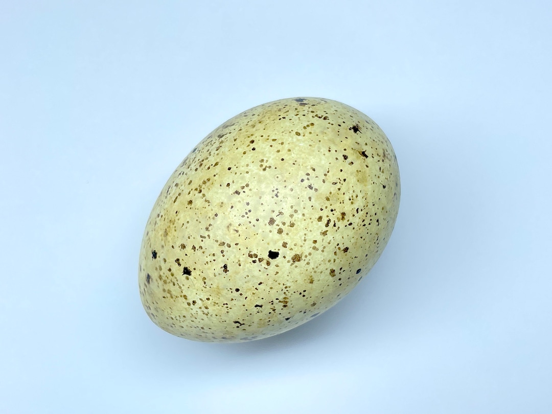 Hawaiian Coot - ‘alae Kea Replica Bird Egg - Etsy