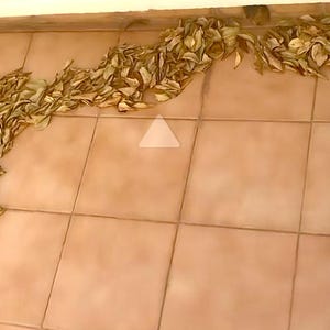 INCENSE - Leaves of the Golden Dragon (sacred Carob Tree) - Etsy