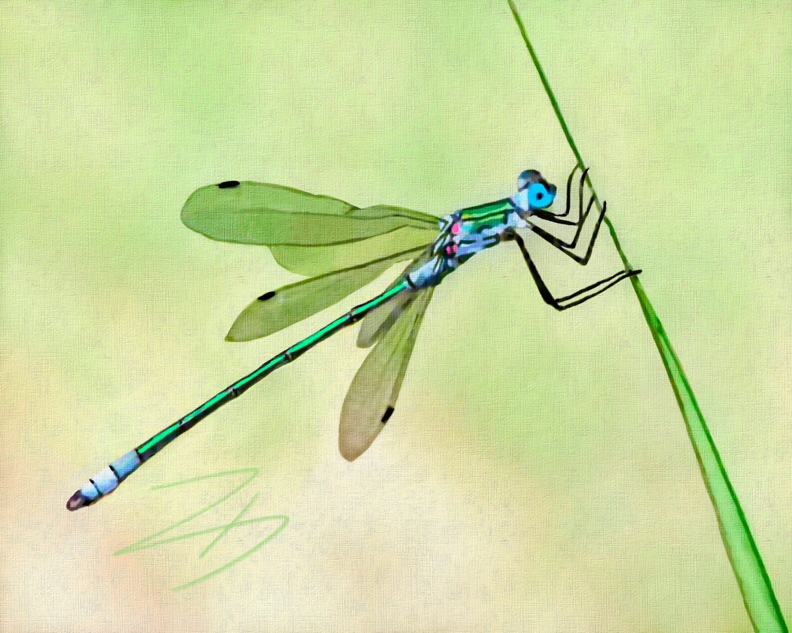 Dragonfly on Blade of Grass Wall Art - Canvas Print - Nature Lover Gift ...