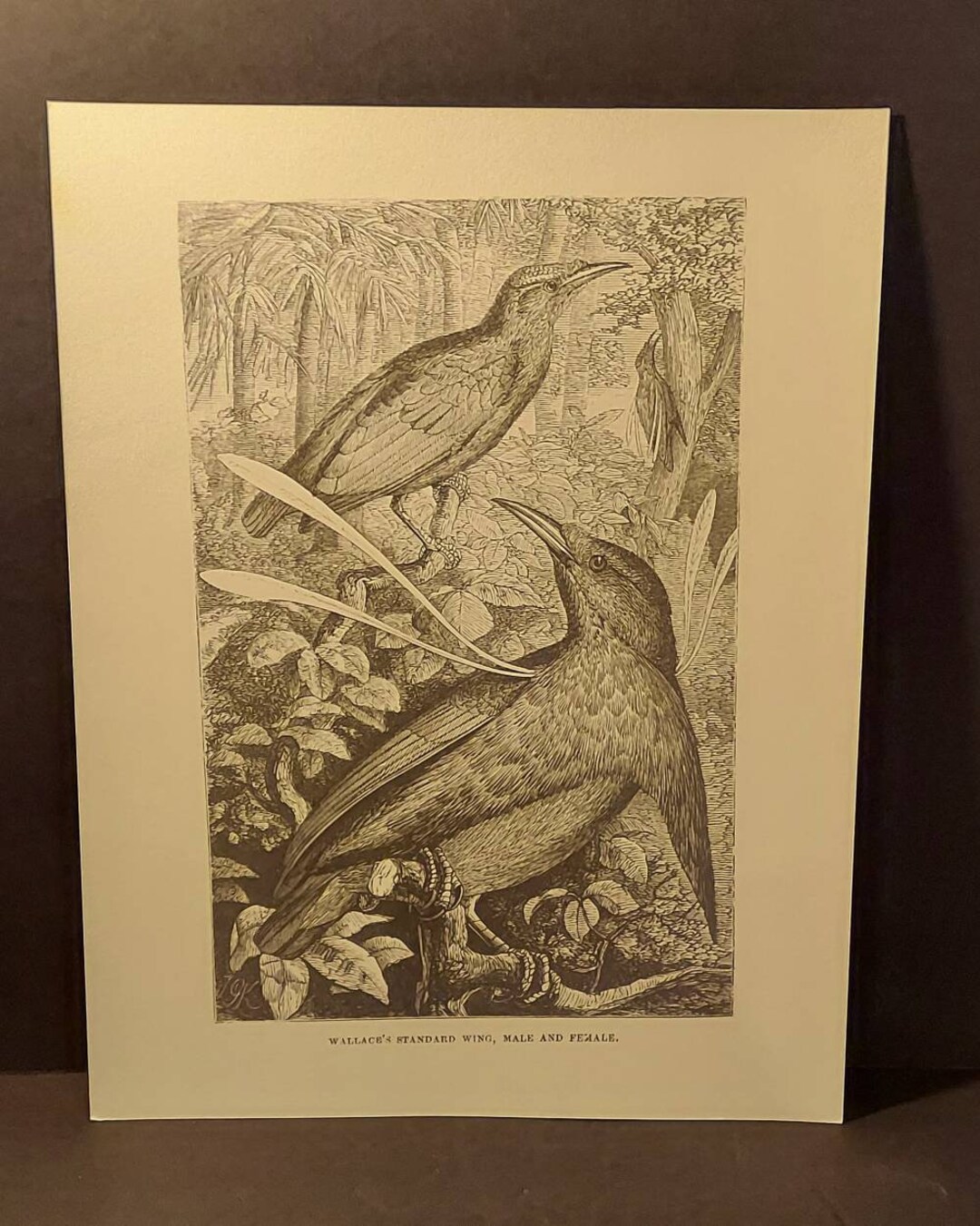 Wallace's Standardwing Bird Print - Etsy