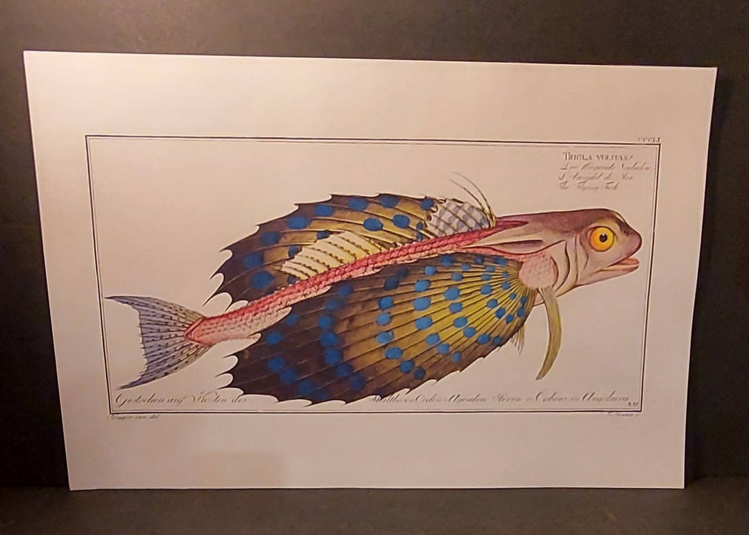 Flying Fish Print - Etsy