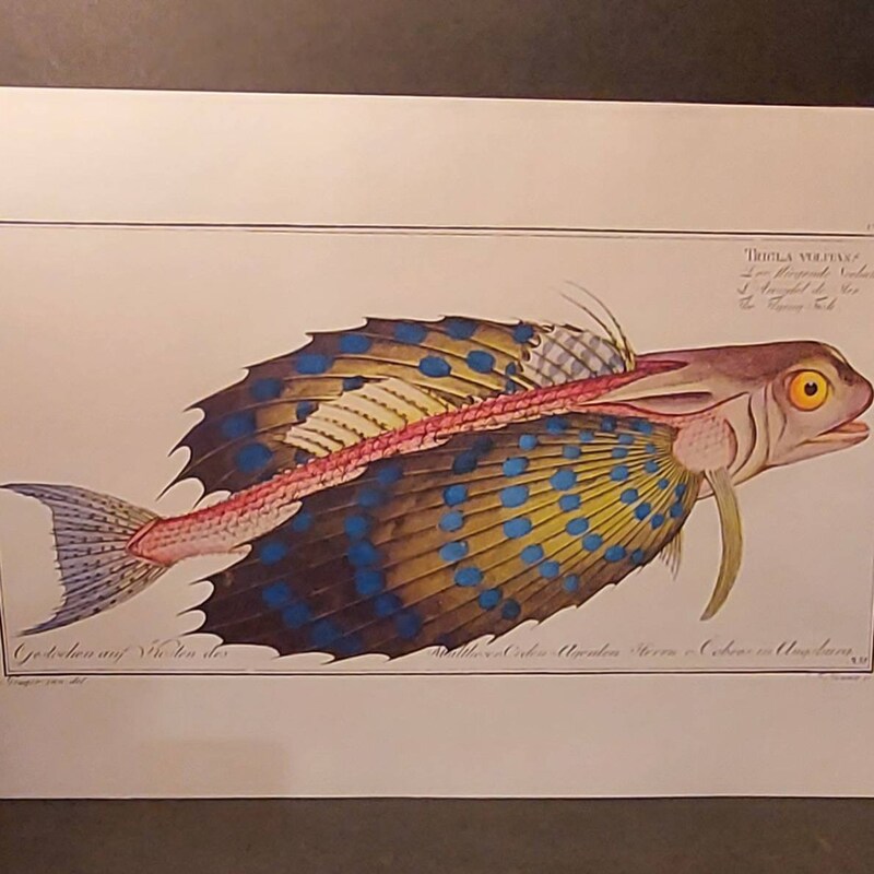 Flying Fish Print - Etsy