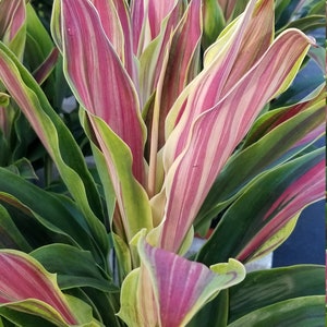 Cordyline Sherbert Hawaiian Ti Indoor Live Plant Grown in a 10 Inch ...