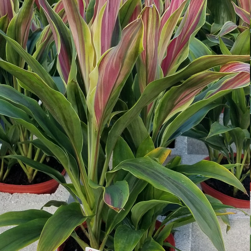 Ti Plant - Etsy