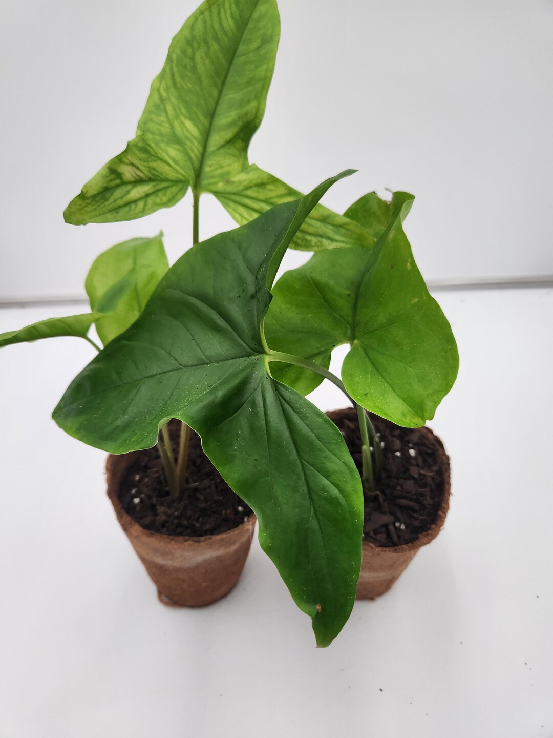 Syngonium Green Podophyllum Green Arrowhead 4 Pot - Etsy