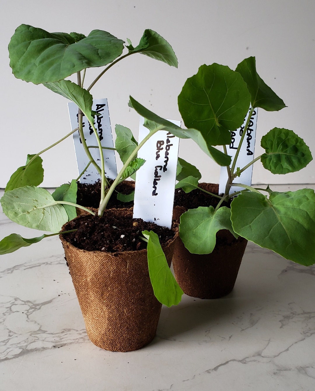 Alabama Blue Collard - Etsy