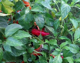 Chervena Chushka Sweet Pepper Heirloom 15 Seeds - Etsy