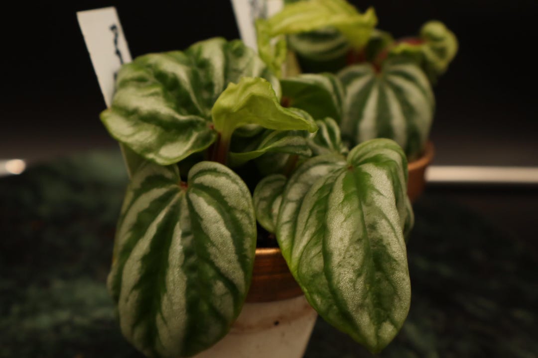 Ecuador Peperomia - Etsy