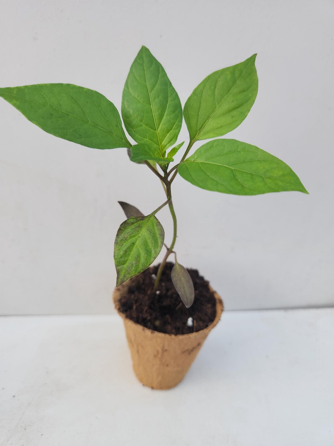 Murasaki Pepper Plant: Sweet Japanese Purple Vegetable Seedling - Etsy