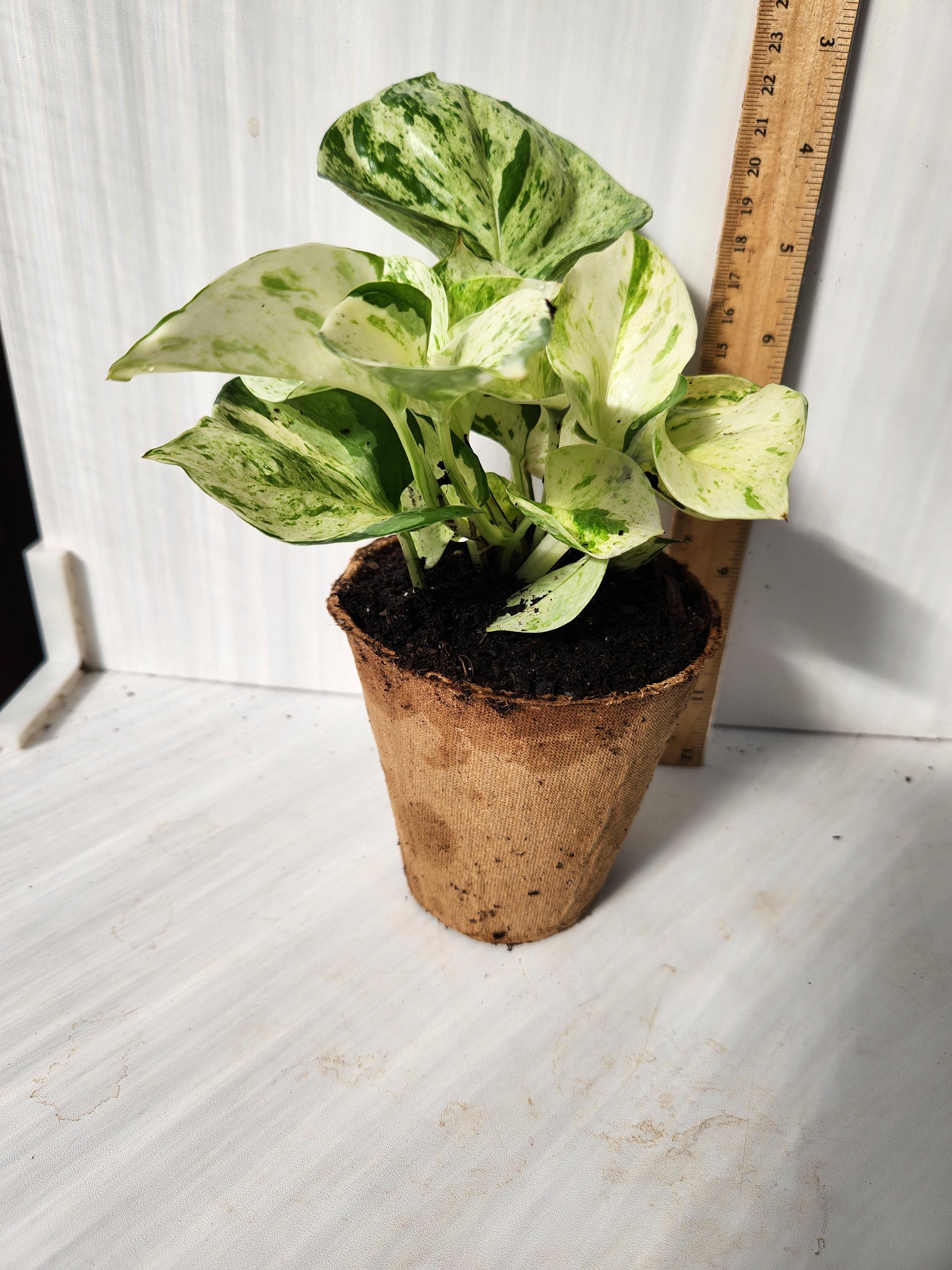 Manjula Pothos (epipremnum Aureum 'manjula') | 4inch Pot - Etsy