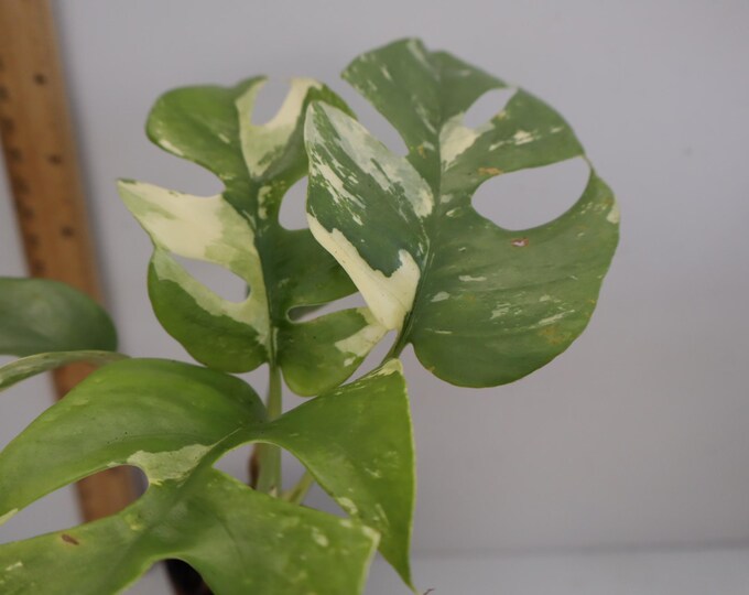 Variegated Mini Monstera | 2 Inch Pot | Fully Rooted Plant | Variegated ...