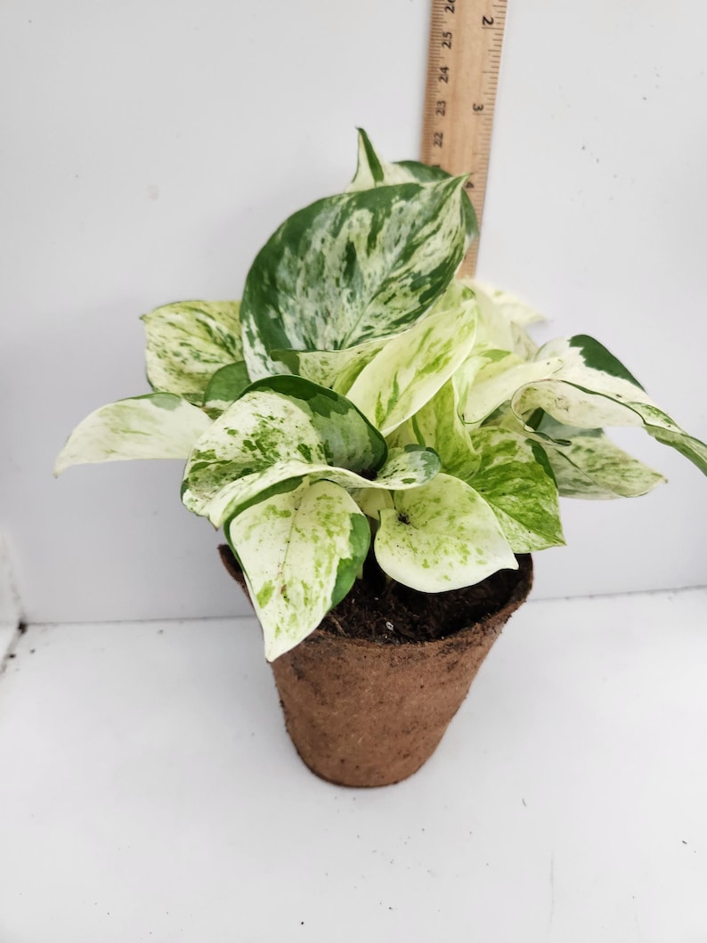 Manjula Pothos (epipremnum Aureum 'manjula') | 4inch Pot - Etsy