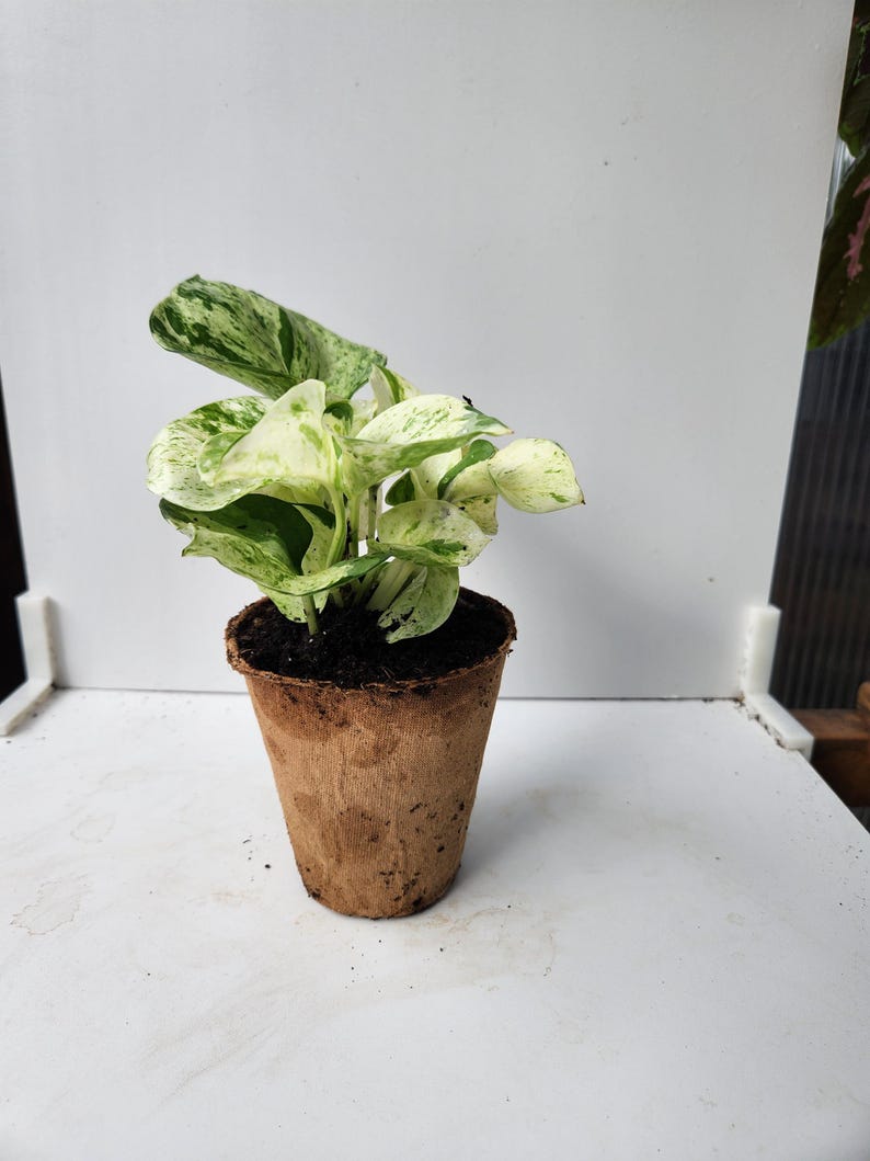 Manjula Pothos (epipremnum Aureum 'manjula') | 4inch Pot - Etsy