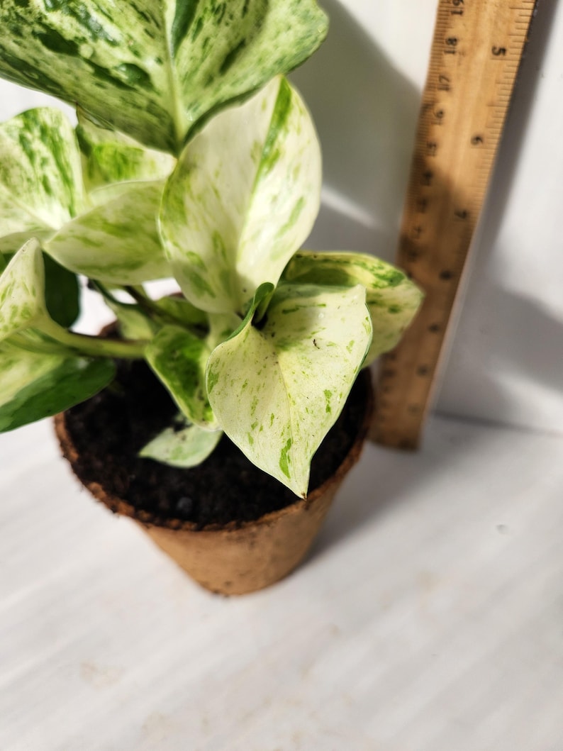 Manjula Pothos (epipremnum Aureum 'manjula') | 4inch Pot - Etsy