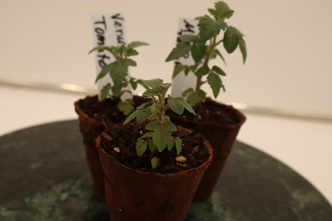 Venus Micro Dwarf Tomato - Etsy