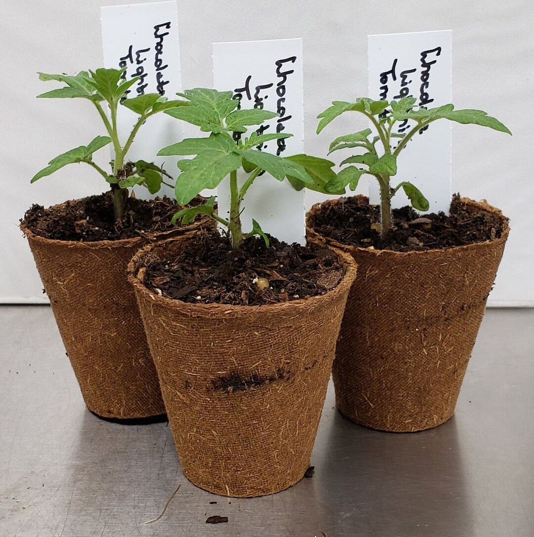 Chocolate Lightning Dwarf Tomato - Etsy