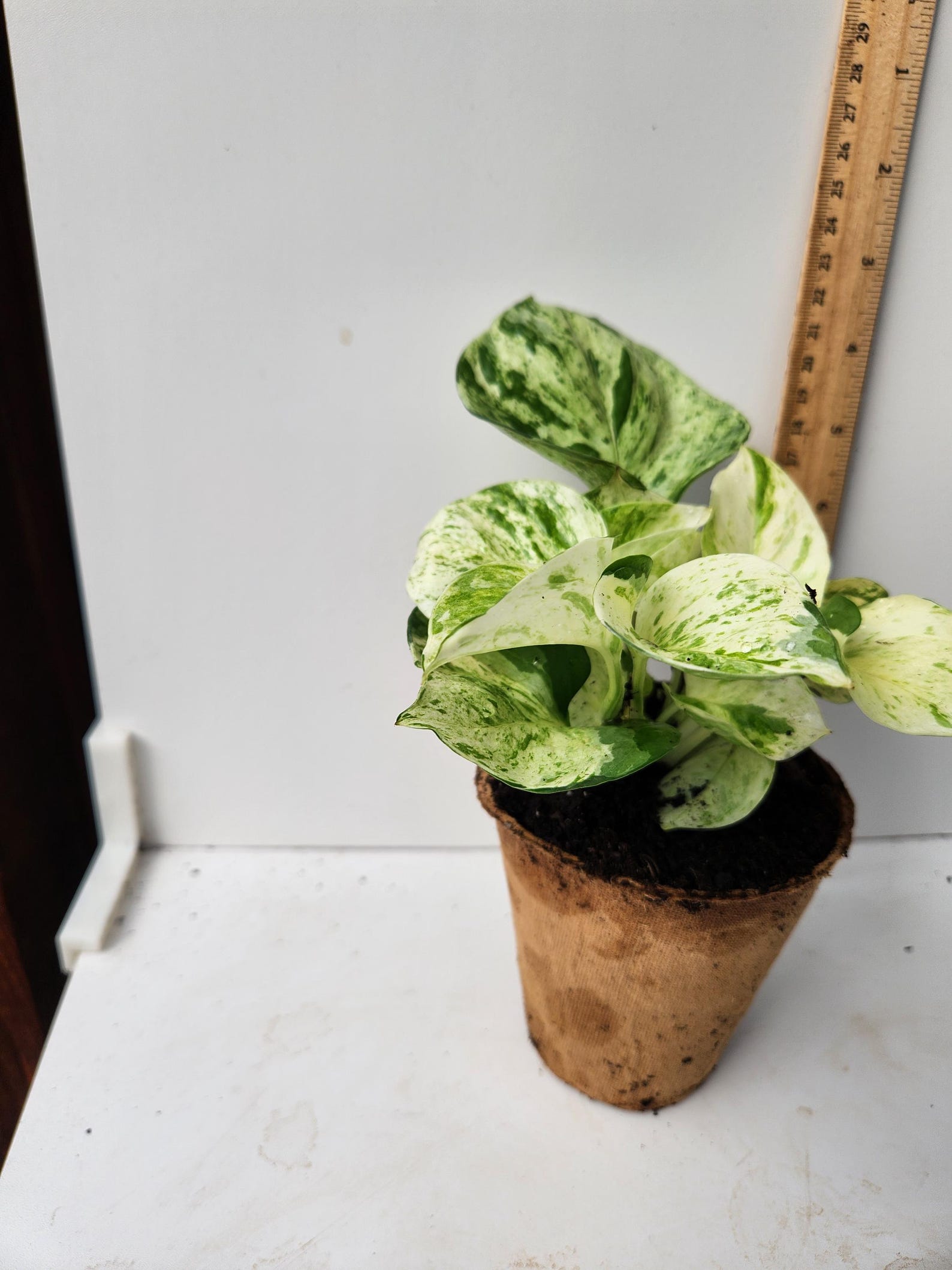 Manjula Pothos (epipremnum Aureum 'manjula') | 4inch Pot - Etsy