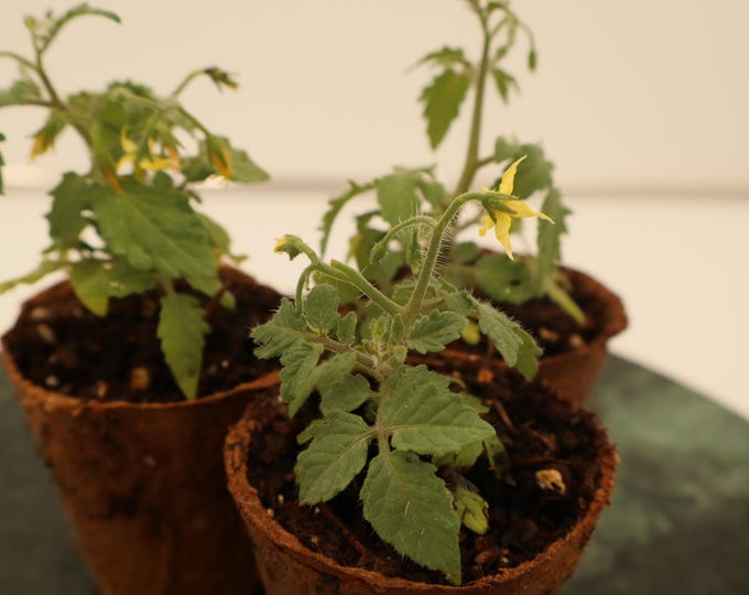 Micro Tom Tomato - Etsy