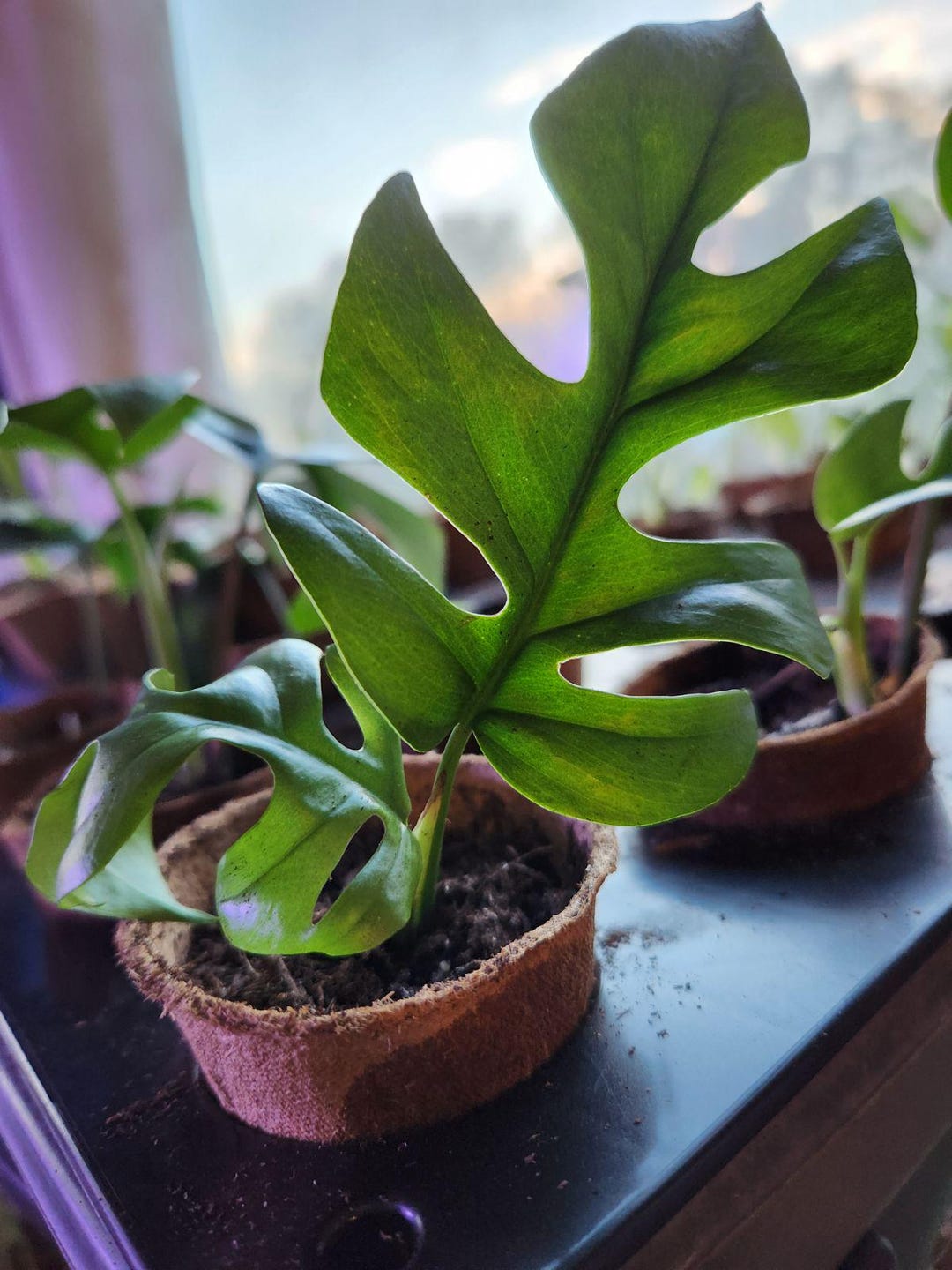 Mini Monstera Starter | GINNY | Mini Split Leaf Rhaphidophora ...