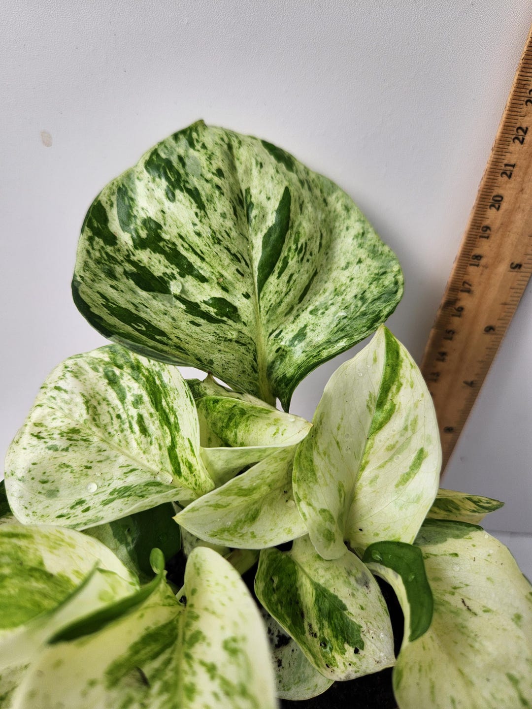 Manjula Pothos (epipremnum Aureum 'manjula') | 4inch Pot - Etsy