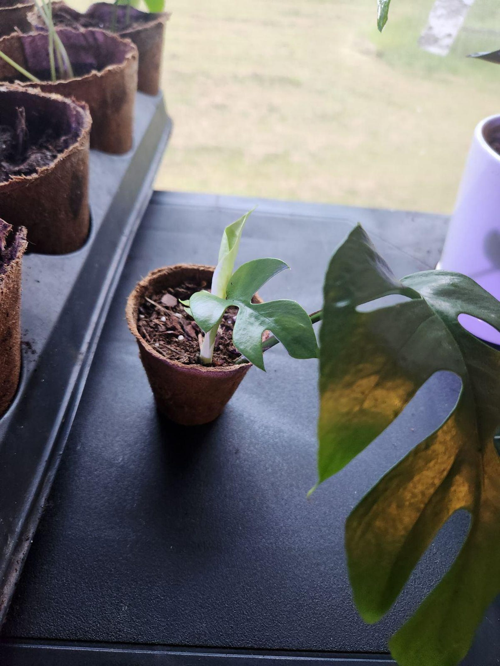Mini Monstera Starter | GINNY | Mini Split Leaf Rhaphidophora ...